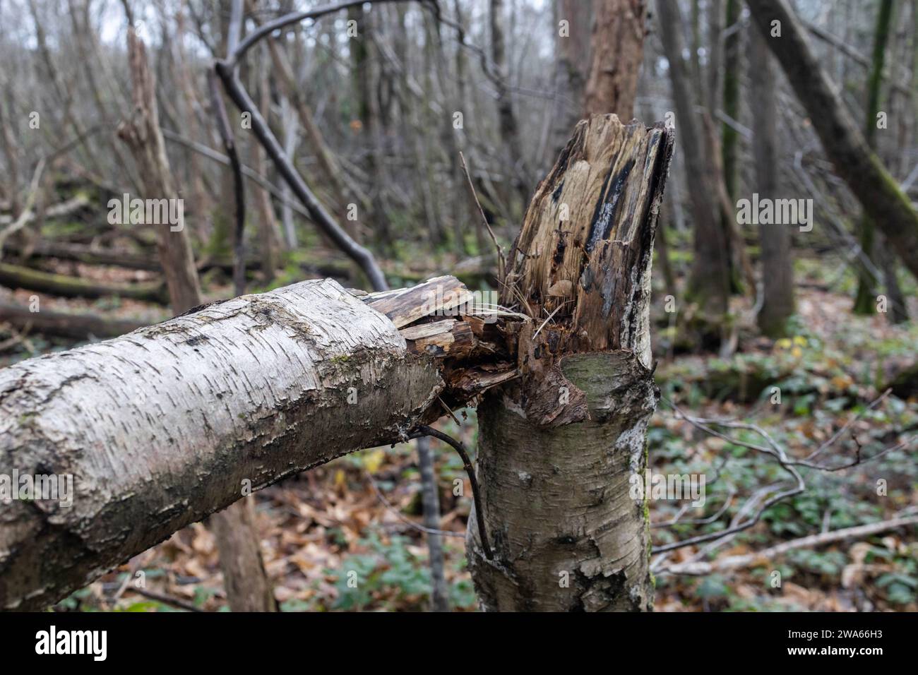 Broken Silver Birch in the Woods Stock Photo - Alamy