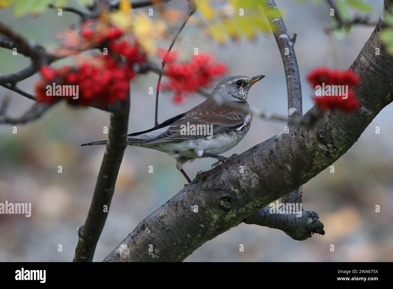 Fieldfare, Turdus pilaris, in Sorbus tree, Mid Wales, uk Stock Photo ...