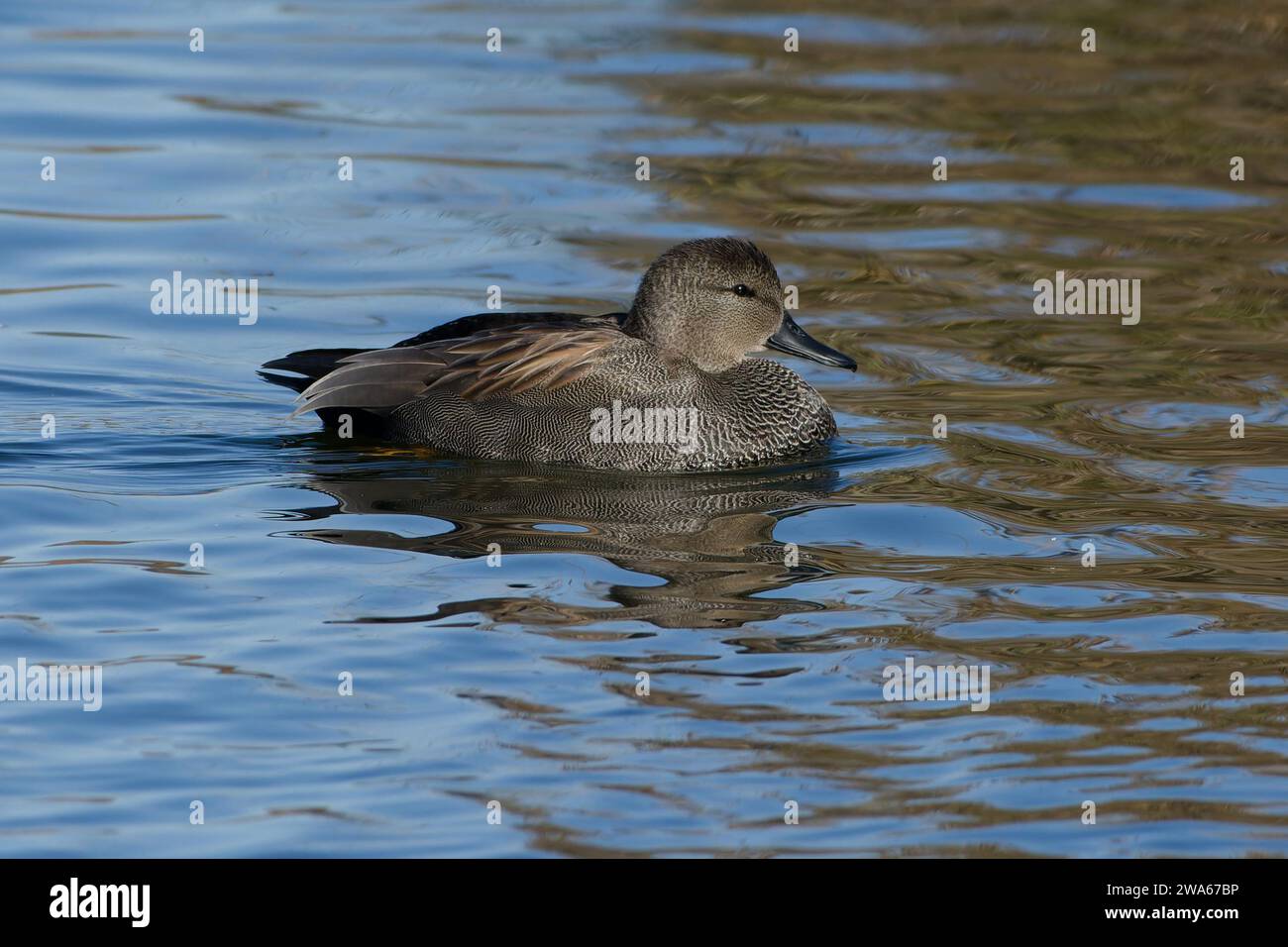 Wild gadwall male grey hi-res stock photography and images - Alamy