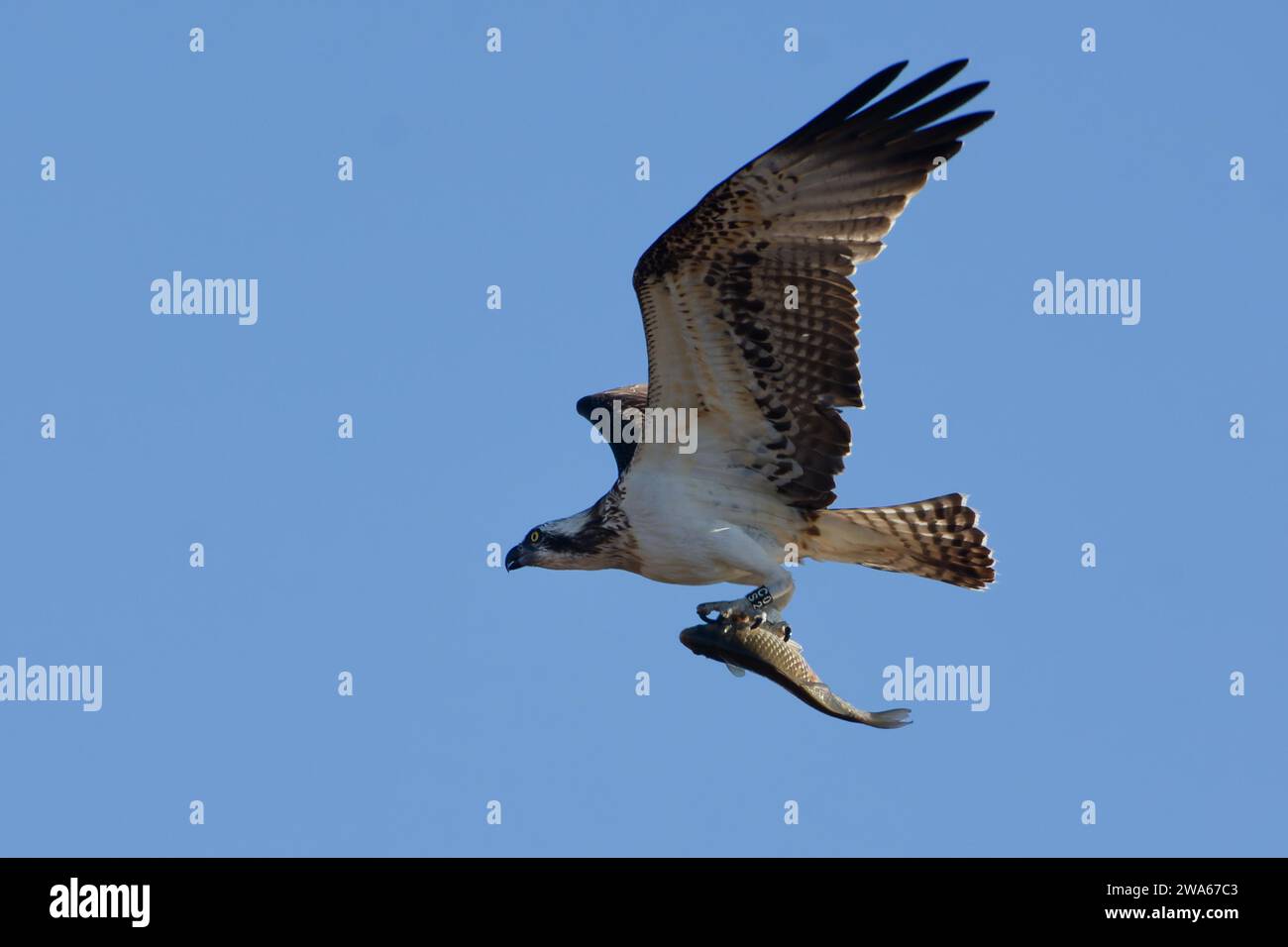 Western Osprey (Pandion haliaetus) holding a fish in flight Stock Photo ...