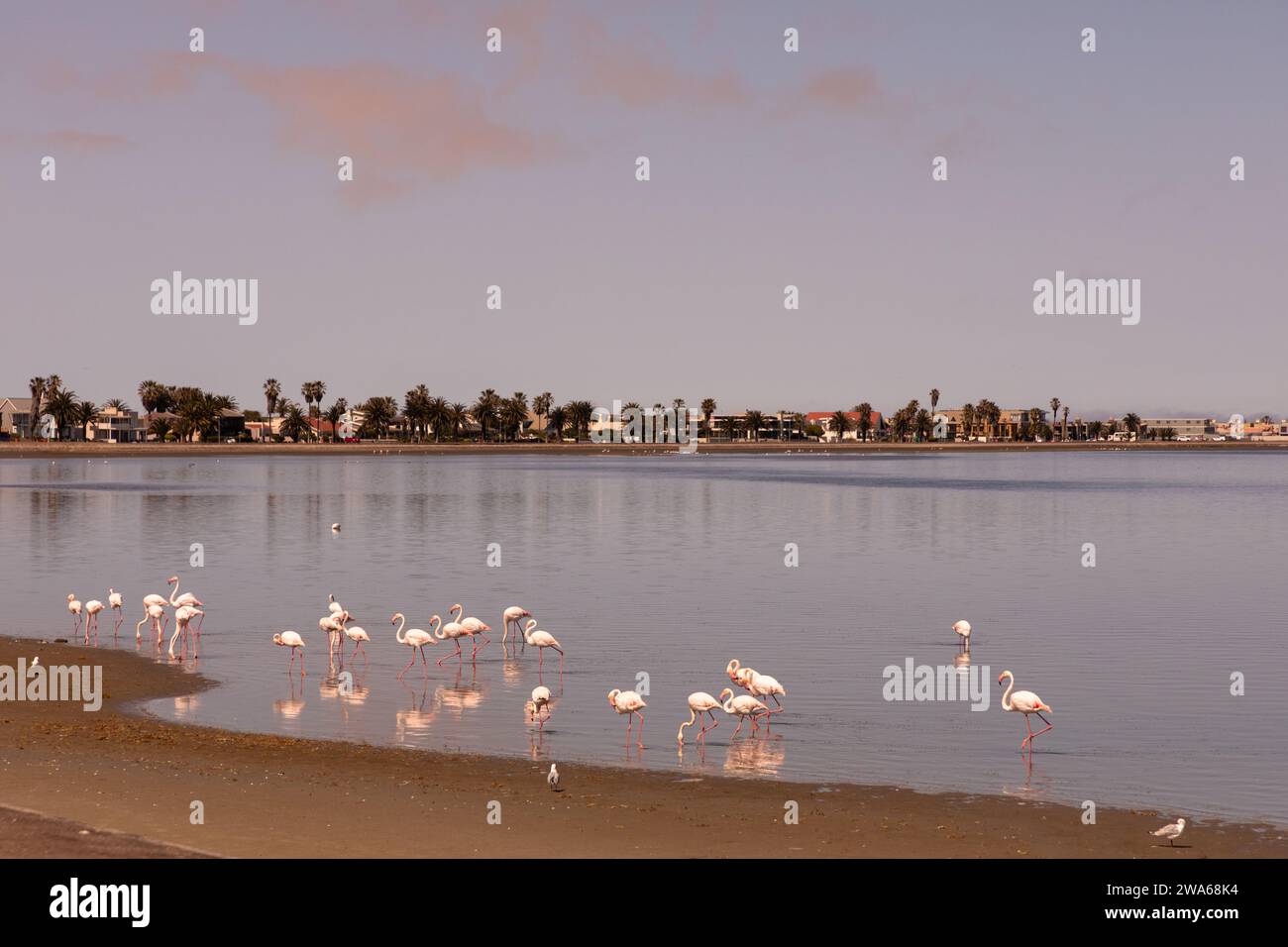 Flamingoes west coast south africa hi-res stock photography and images ...