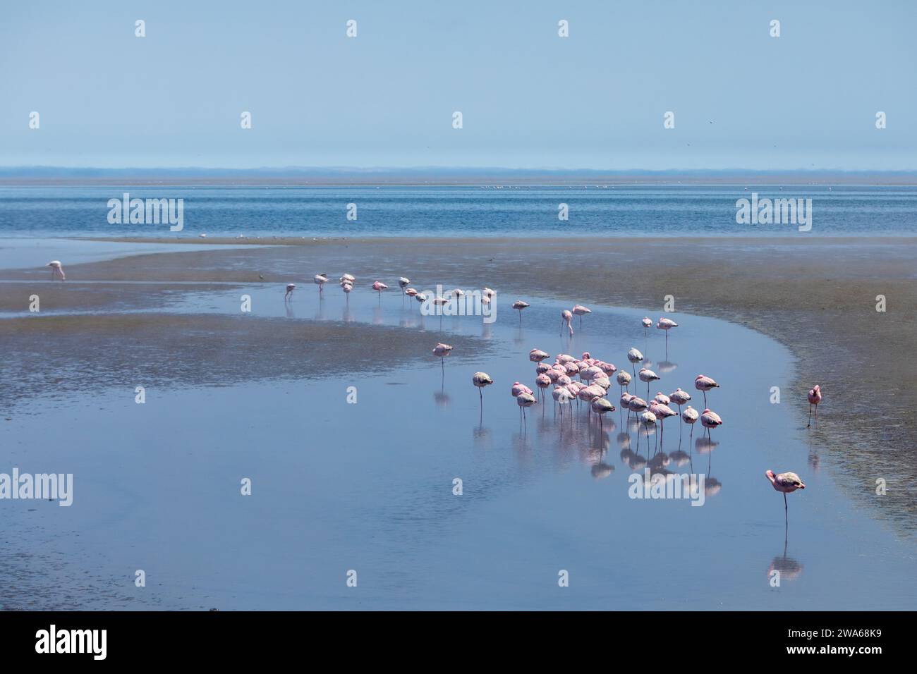 Flamingoes grace the edge of the lagoon, an important bird area, in ...