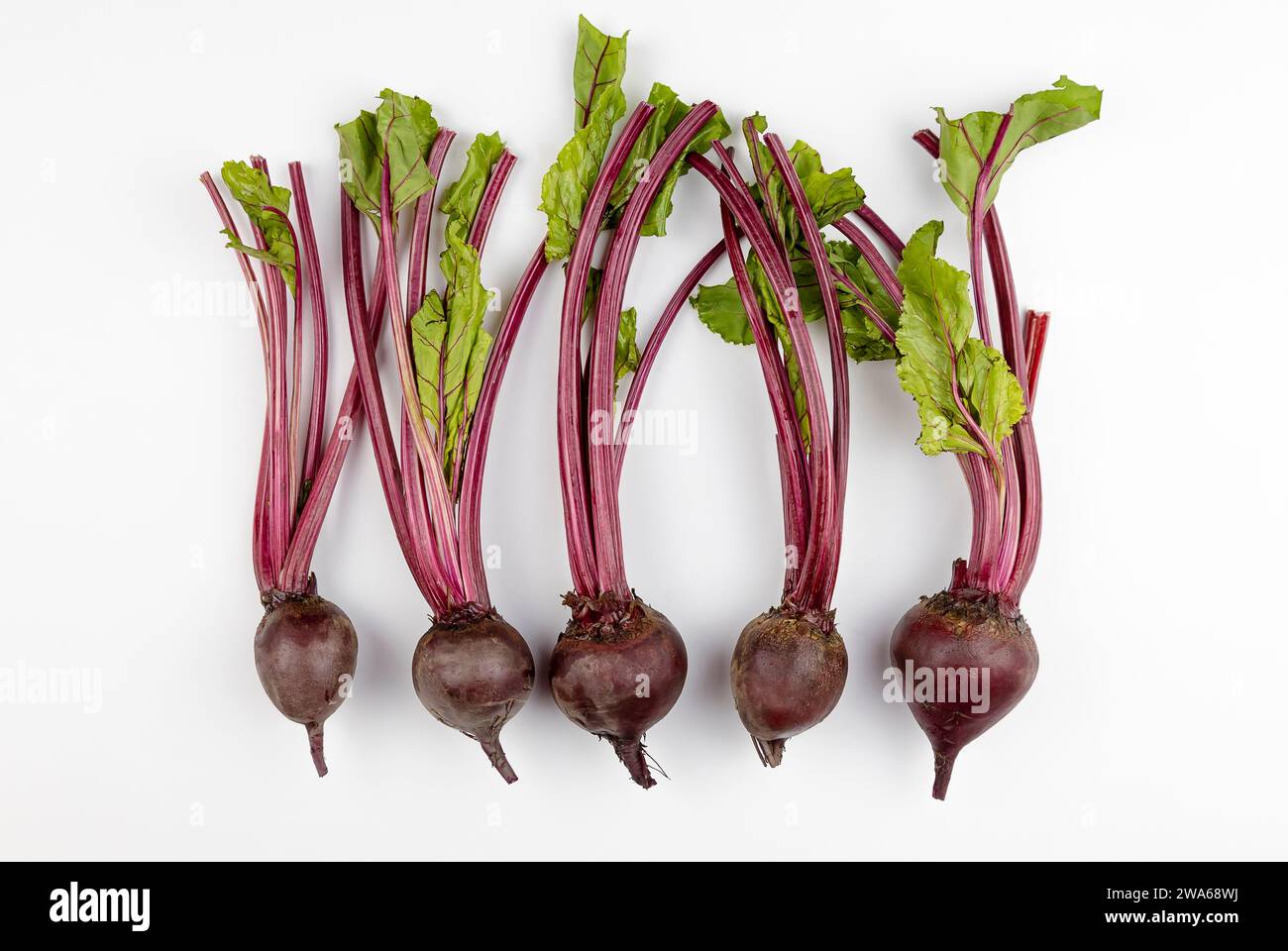 Red beets with green tops are laid out in a row on a white background ...