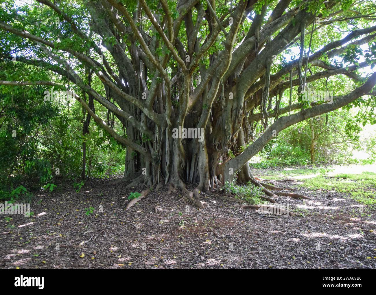 Ficus chirindensis fig tree in Zimbabwe. Credit: Vuk Valcic/Alamy Stock ...
