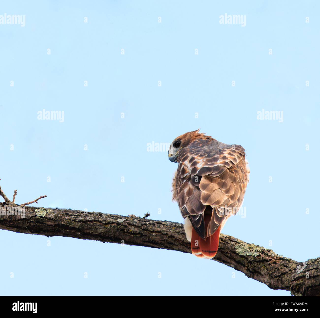 Red tailed hawk perched hi-res stock photography and images - Alamy