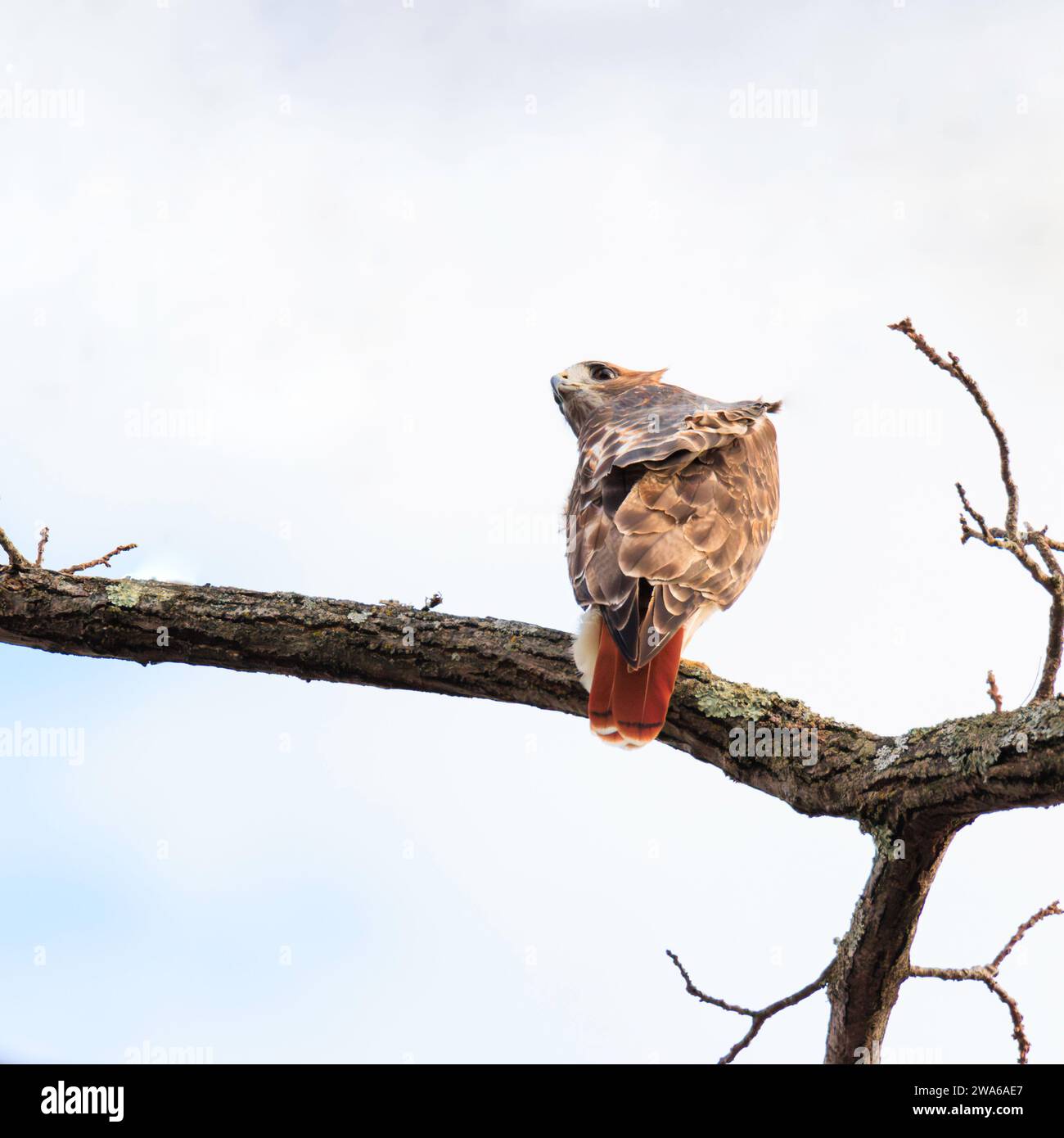 Red tailed hawk perched hi-res stock photography and images - Alamy
