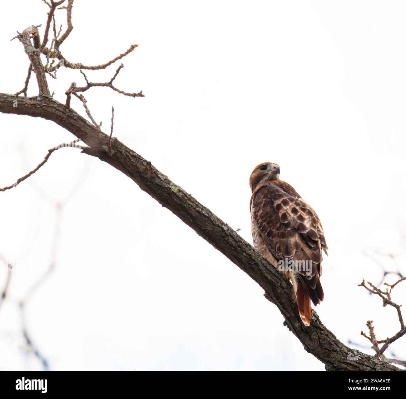 Red tailed hawk perched hi-res stock photography and images - Alamy