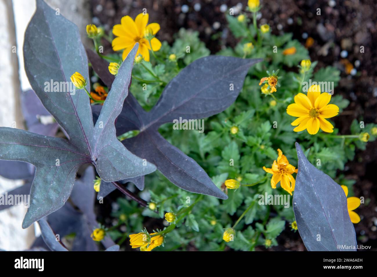 Georgia israel hi-res stock photography and images - Alamy