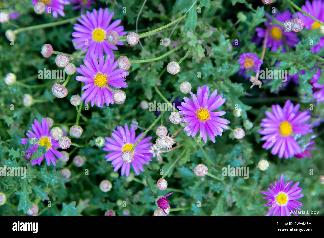 Georgia israel hi-res stock photography and images - Alamy