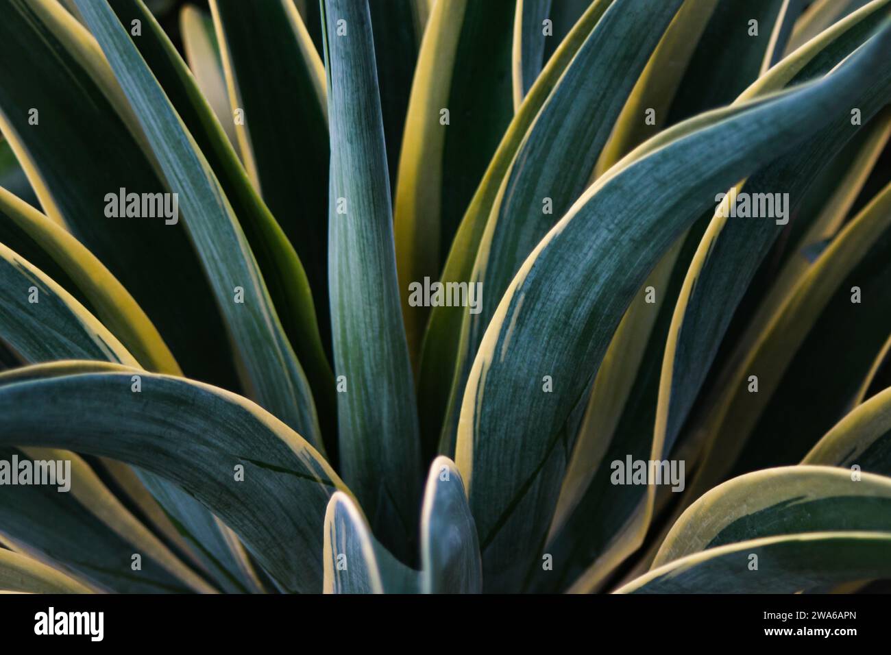 Close up greenery of Agave plant Stock Photo - Alamy