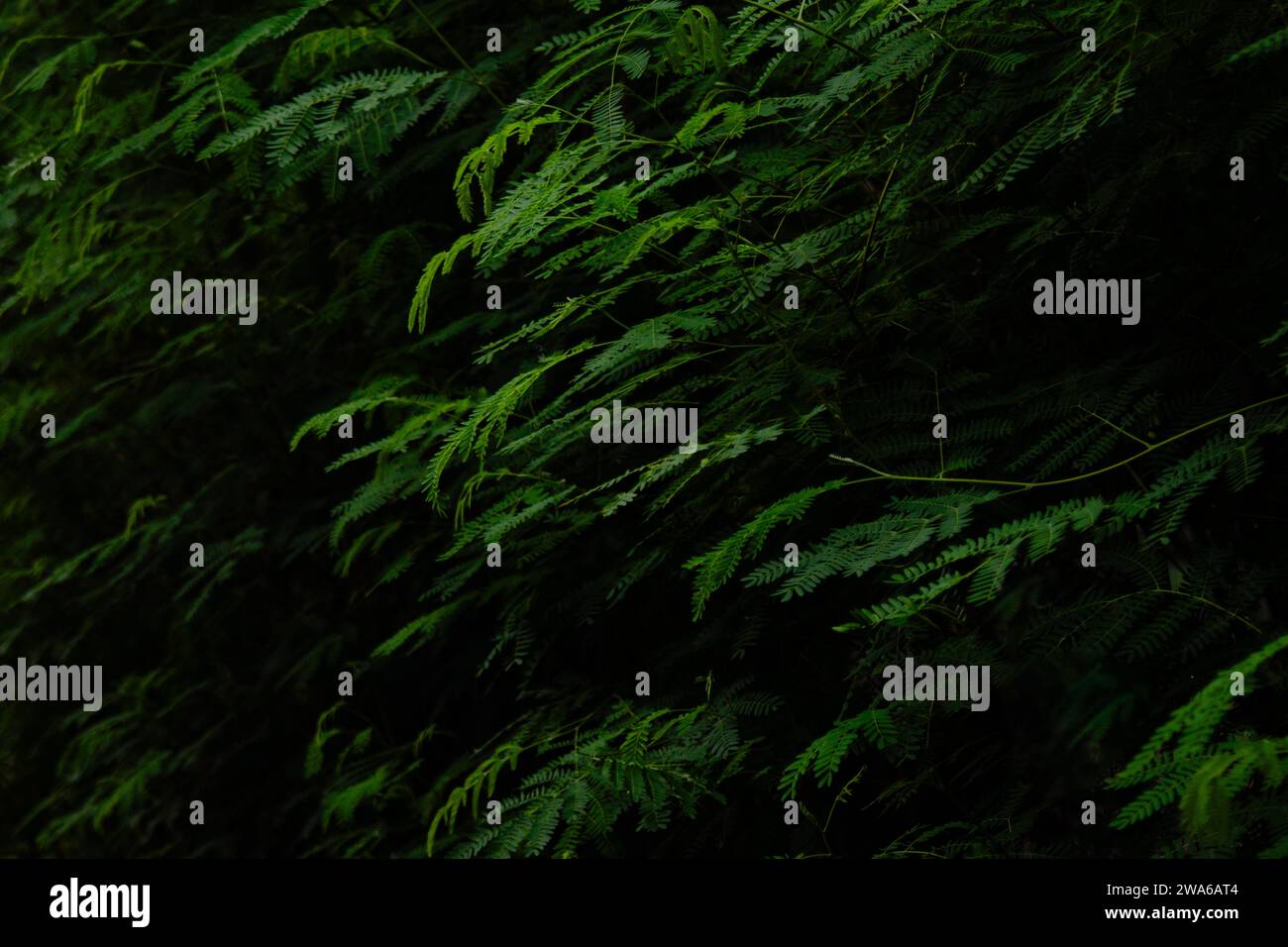 Dark backlground hi-res stock photography and images - Alamy