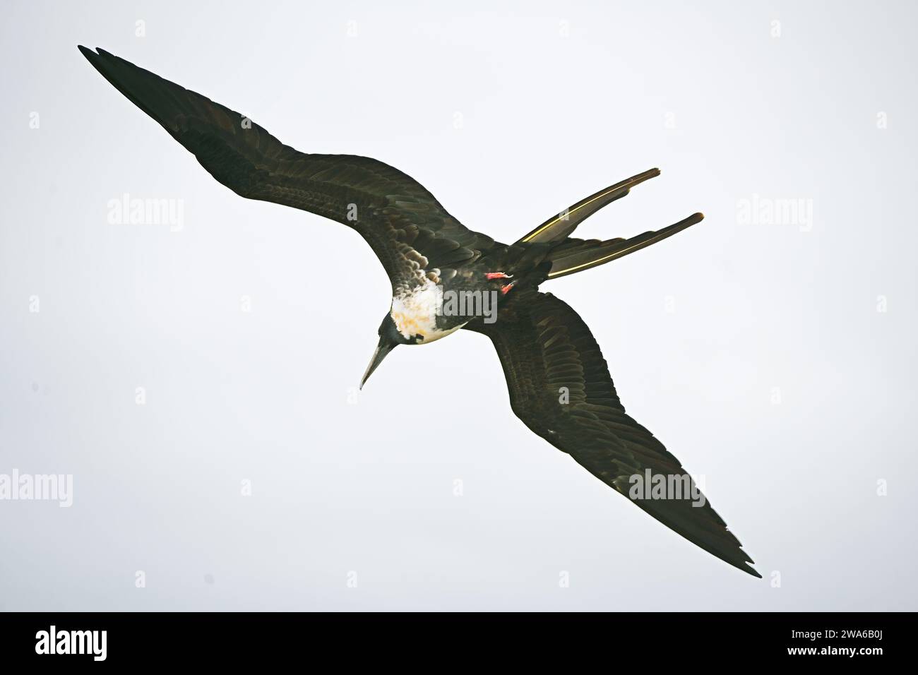 Great Frigate bird in flight over the Galapagos islands Stock Photo - Alamy