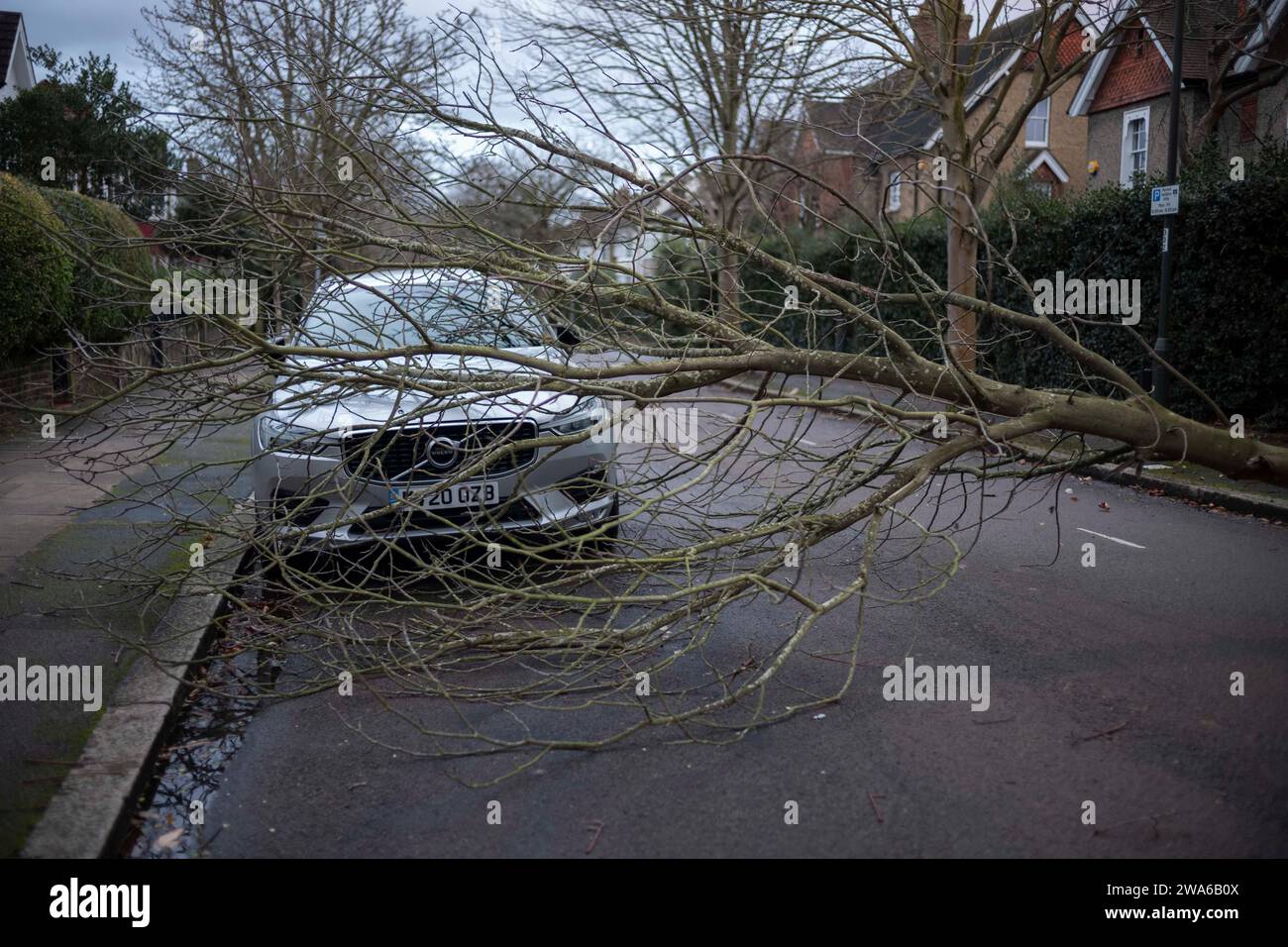 London, UK. 02nd Jan, 2024. A fallen tree in South Wimbledon due to ...