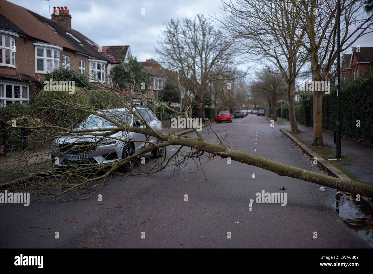 London, UK. 02nd Jan, 2024. A fallen tree in South Wimbledon due to ...
