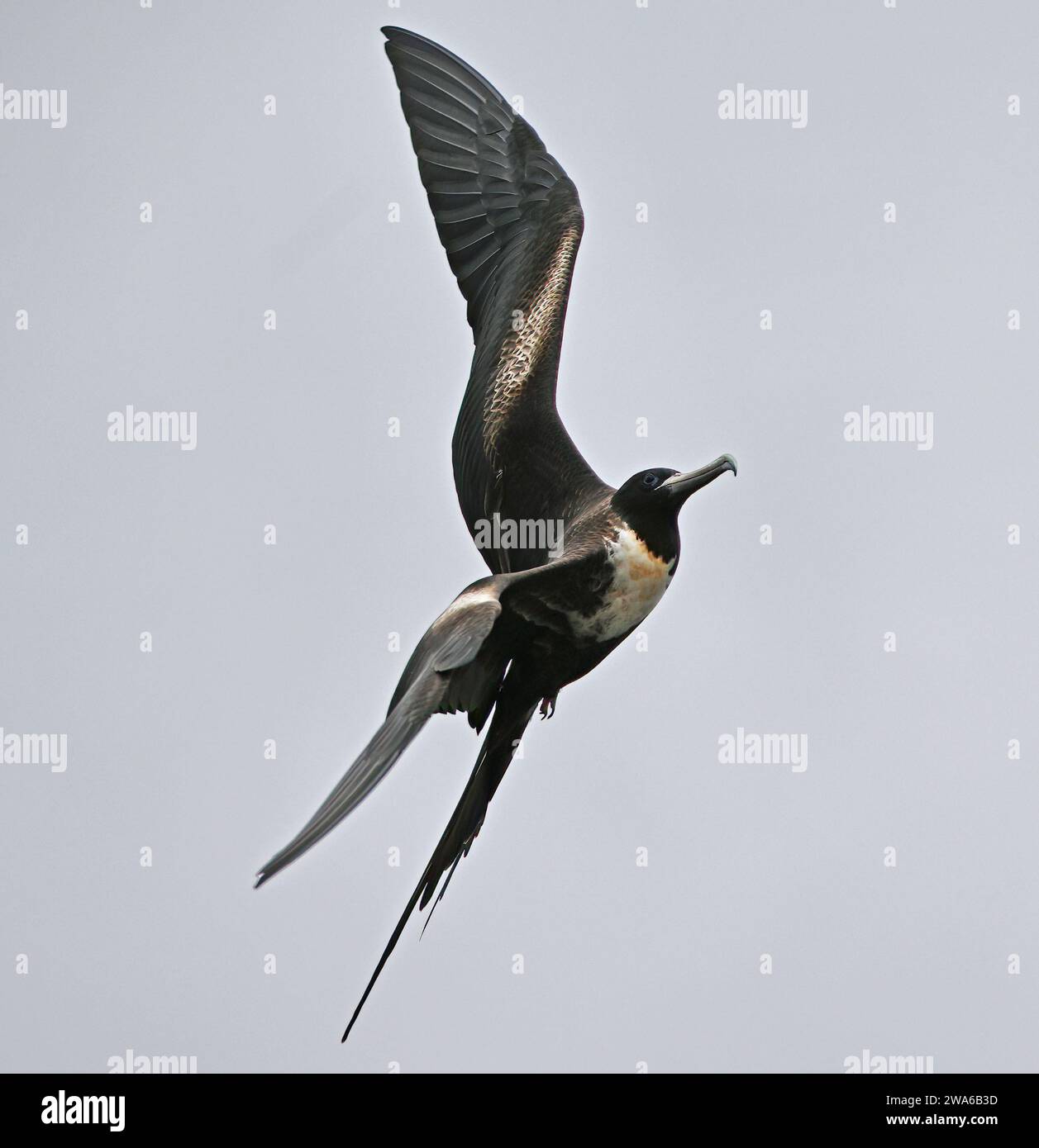 Great Frigate bird in flight Stock Photo - Alamy