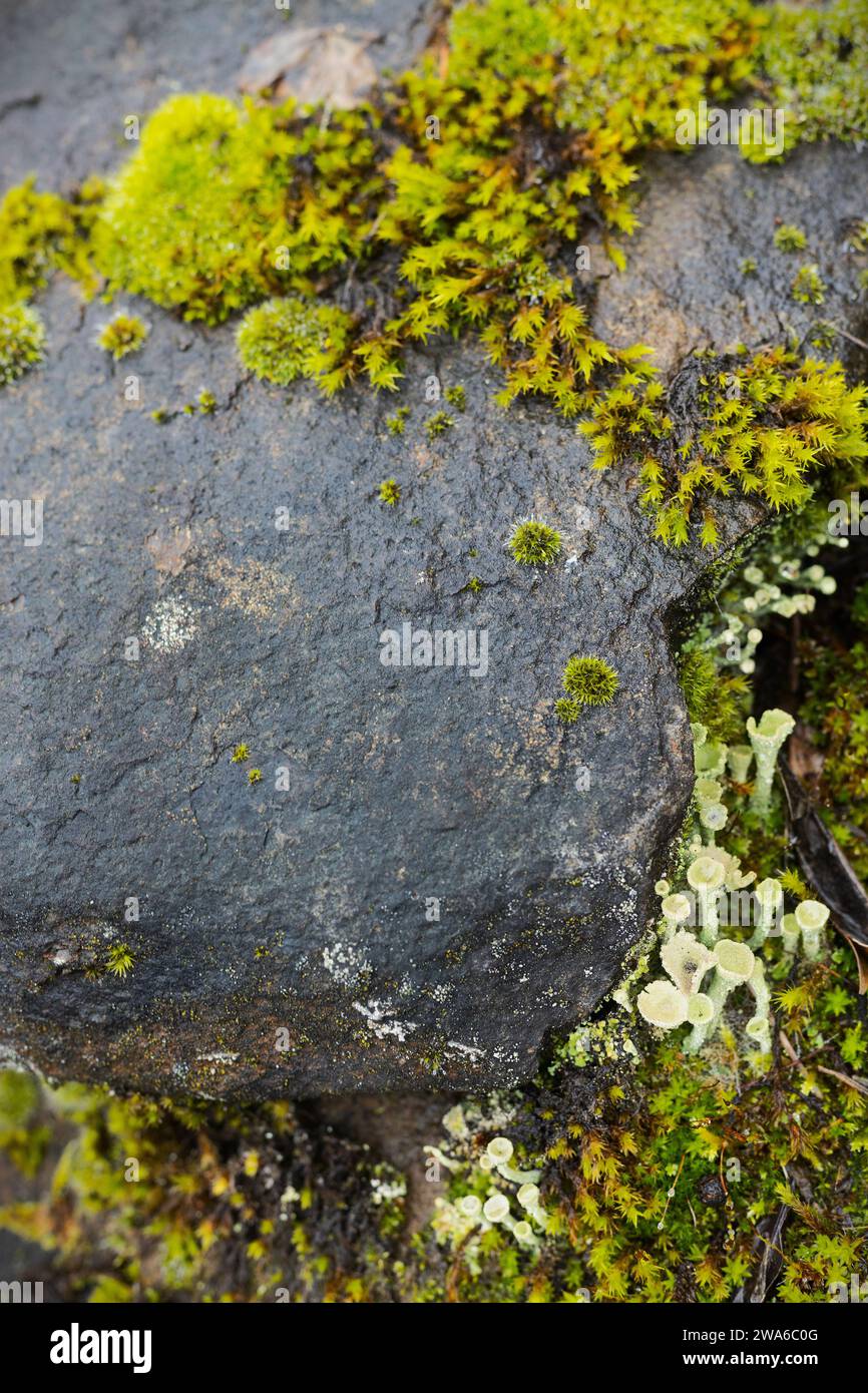 Close up on a stone with moss and lichen hi-res stock photography and ...