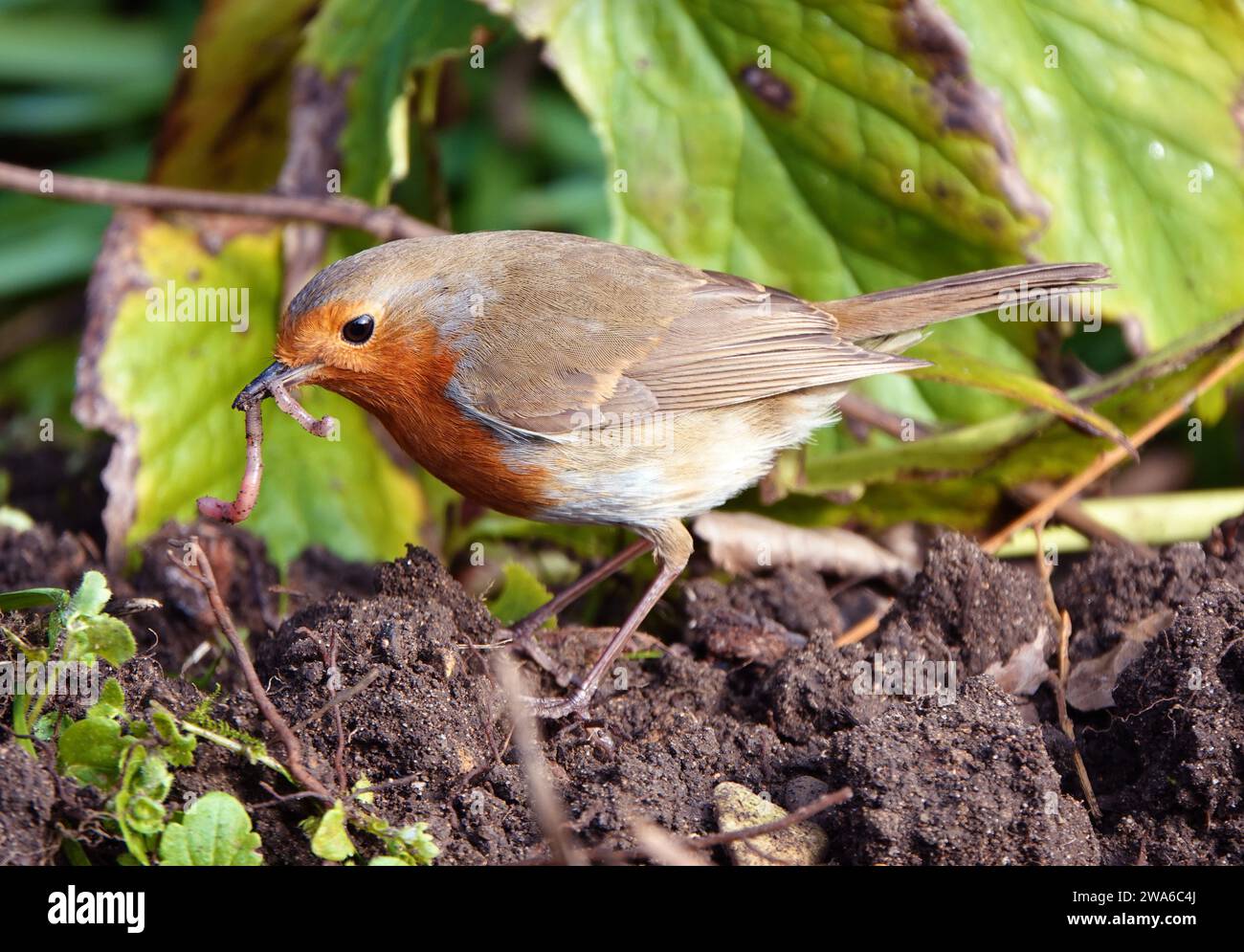 Robin feeding soil hi-res stock photography and images - Alamy