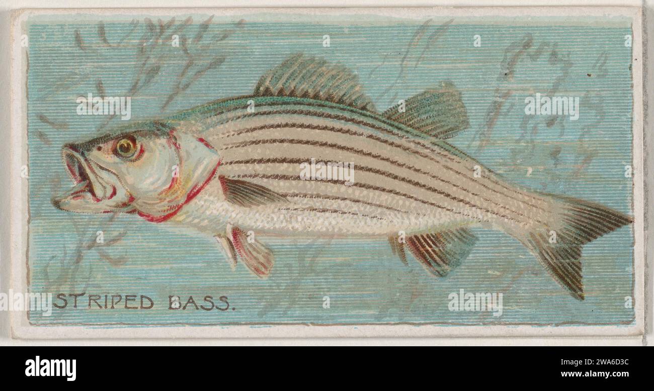 Striped Bass, from the series Fishers and Fish (N74) for Duke brand ...