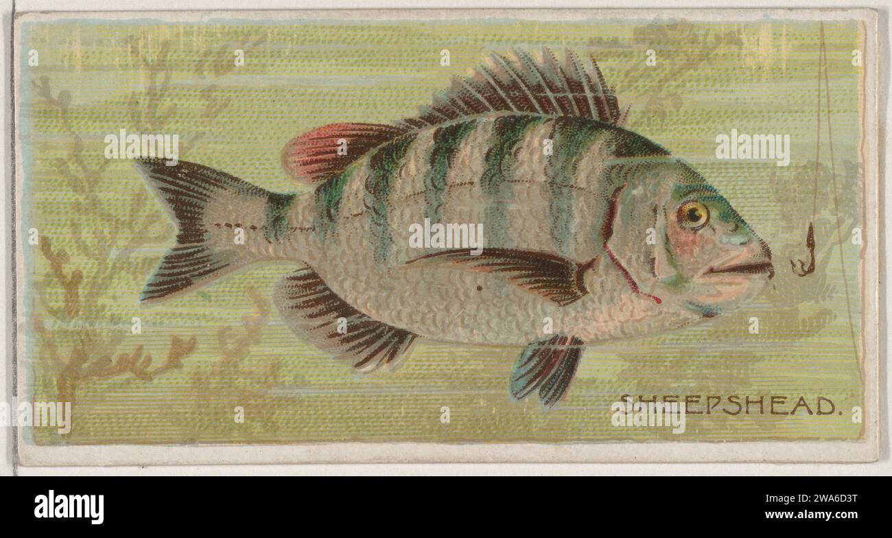 Sheepshead fish hi-res stock photography and images - Alamy