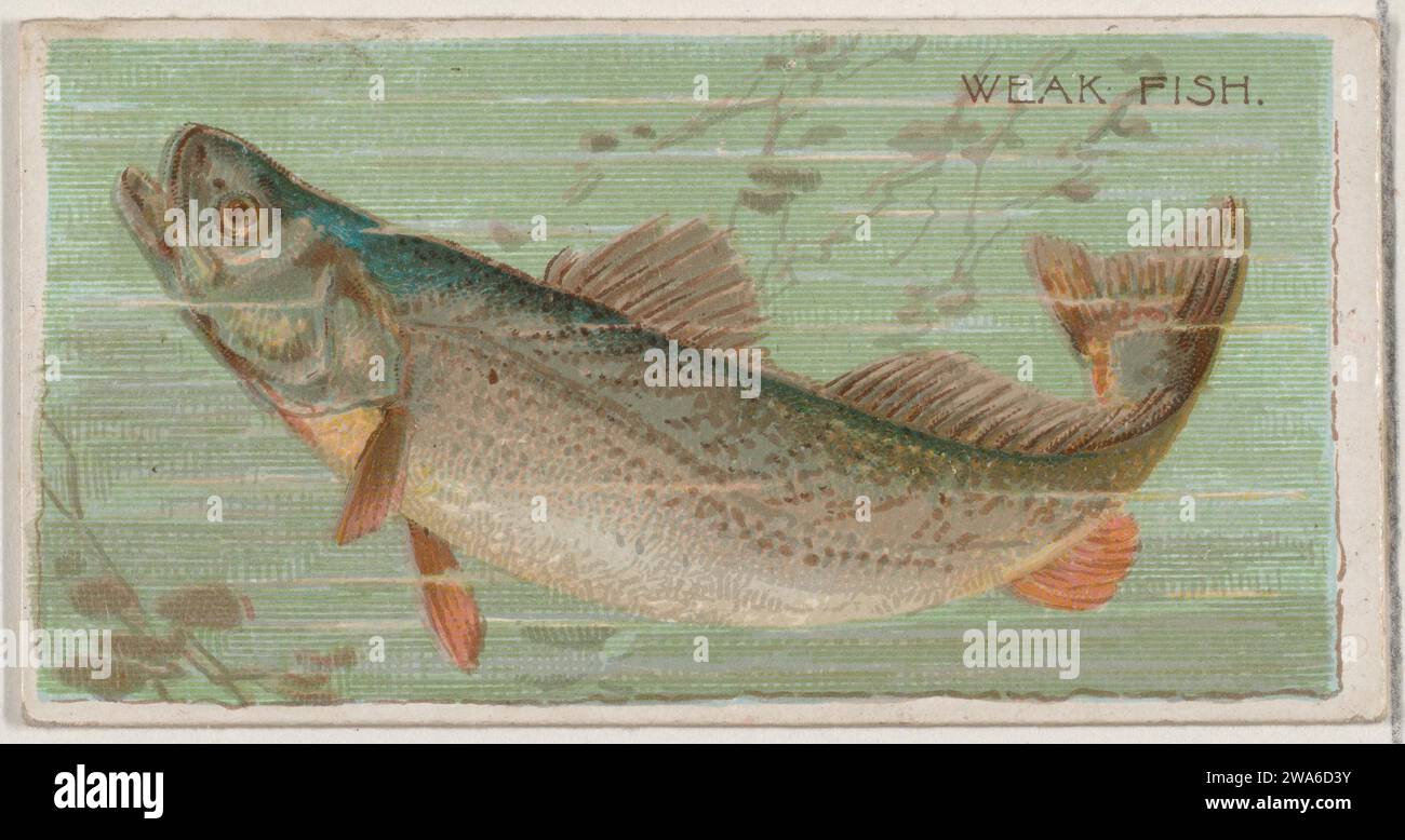 Weak Fish, from the series Fishers and Fish (N74) for Duke brand ...