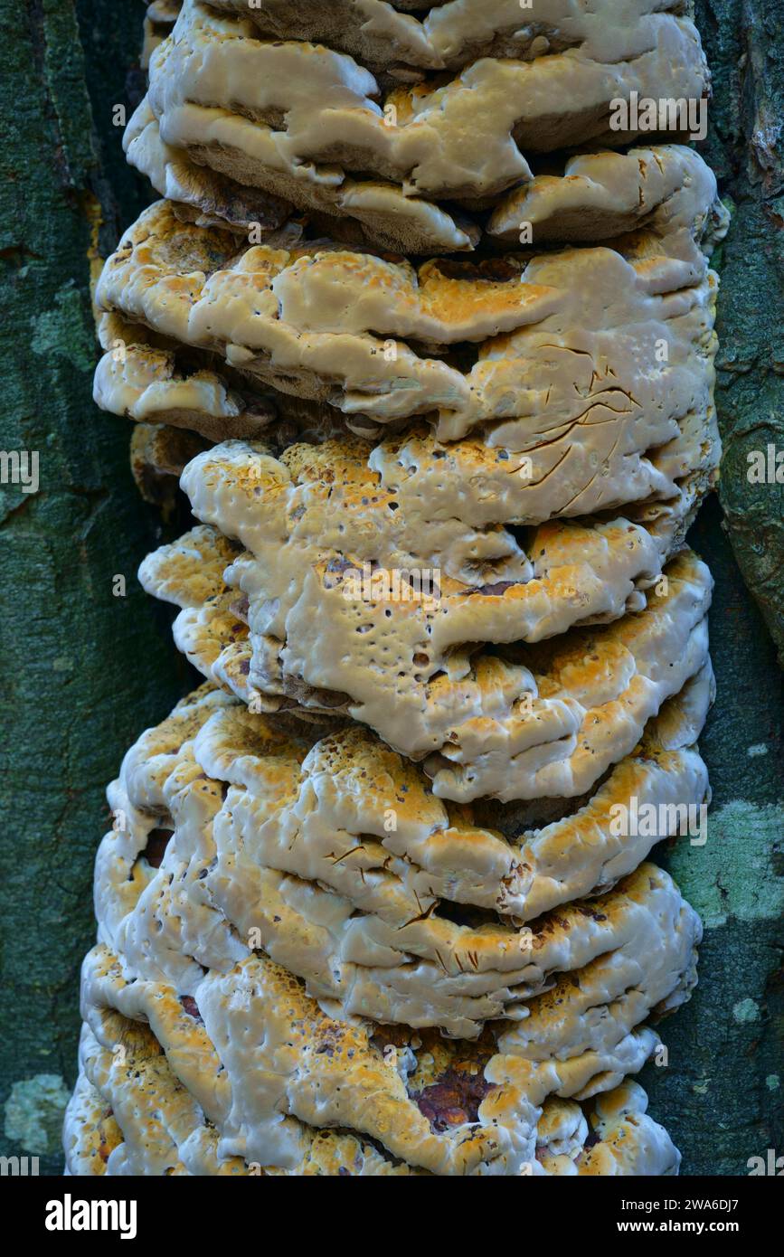 A close up of a type of Bracket fungi Stock Photo - Alamy