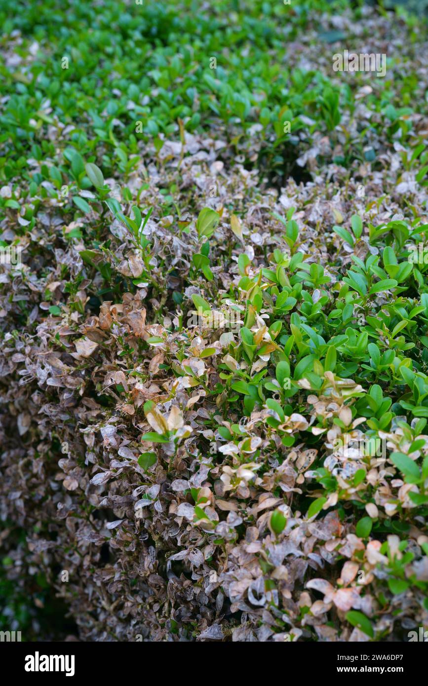 A close up of Box blight in a Box hedge Stock Photo - Alamy
