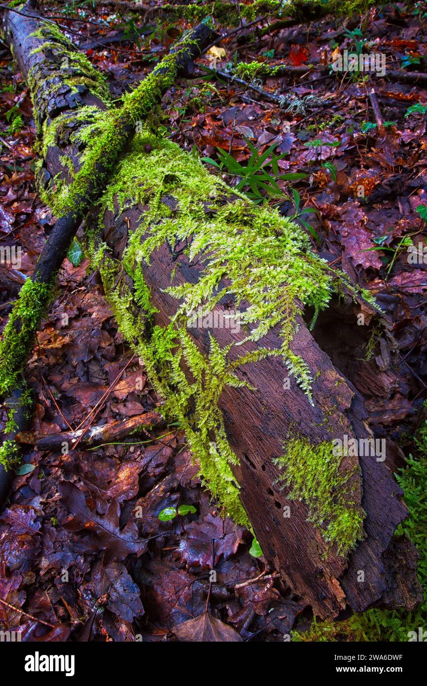Composition of forest trunk, moss and leaves. Moss covered fallen tree ...