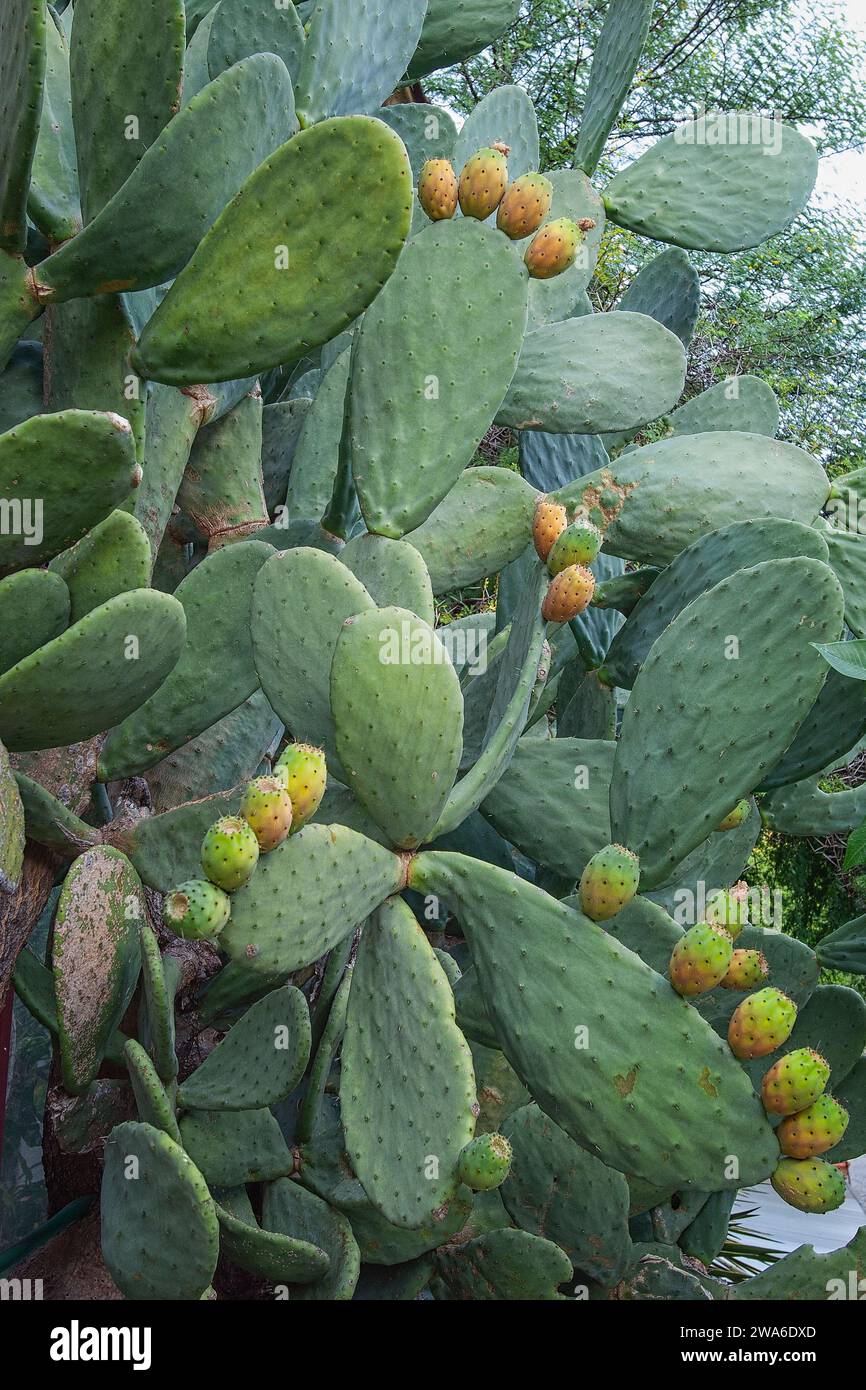 Indian fig opuntia (Opuntia ficus-indica), Cactaceae. Fruit; Ornamental ...