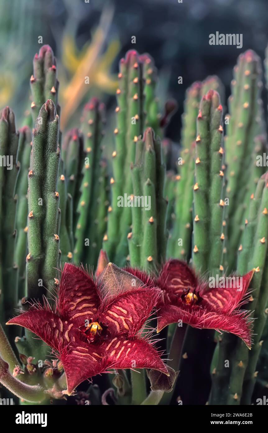 Stapelia paniculata scitula hi-res stock photography and images - Alamy