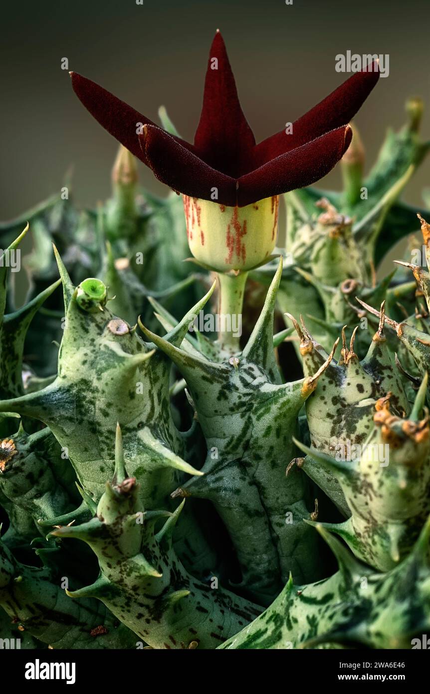 Caralluma hi-res stock photography and images - Alamy
