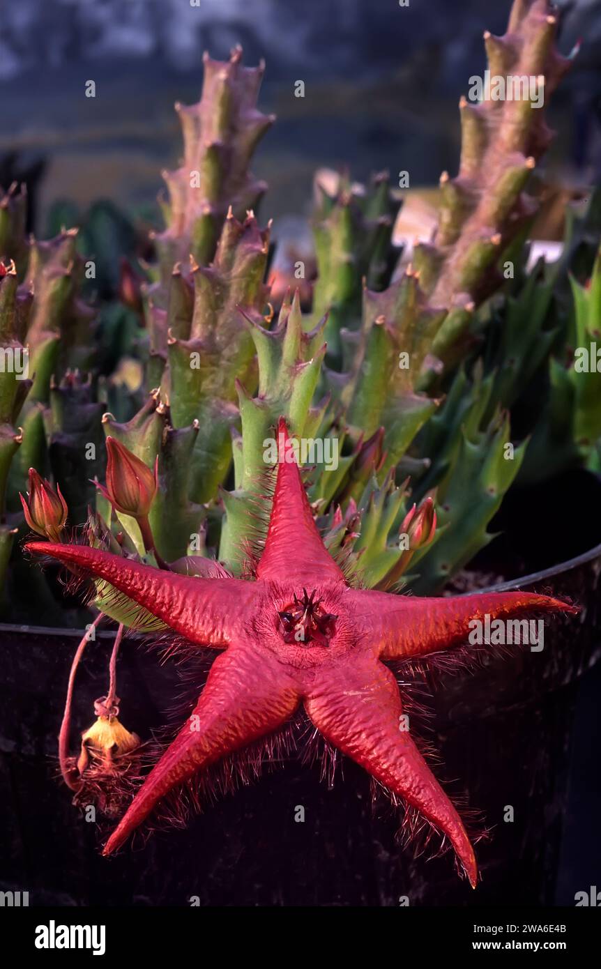 Stapelia hirsuta hi-res stock photography and images - Alamy