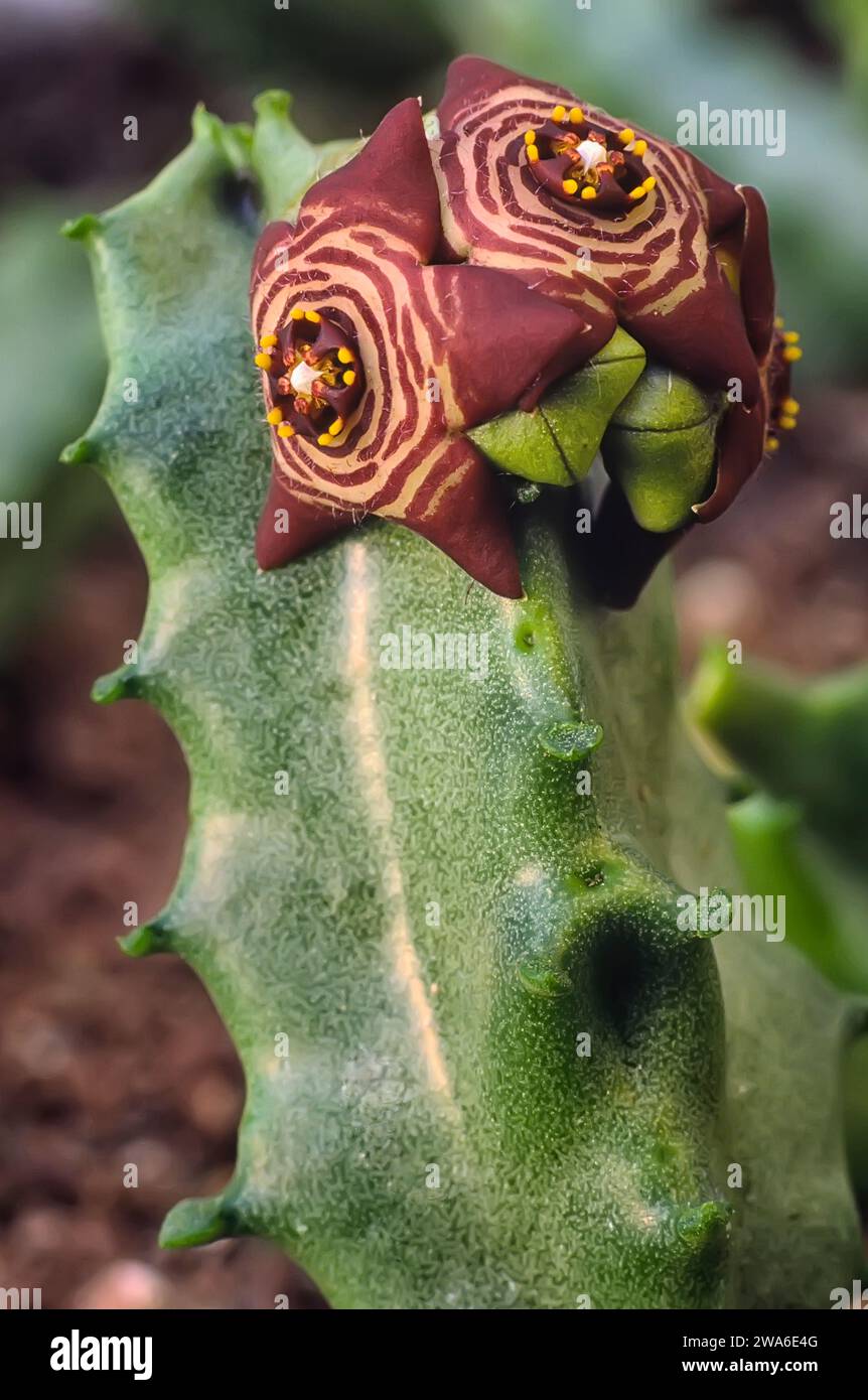 Caralluma europaea, Apocynaceae. Ornamental succulent plant. rare herb ...
