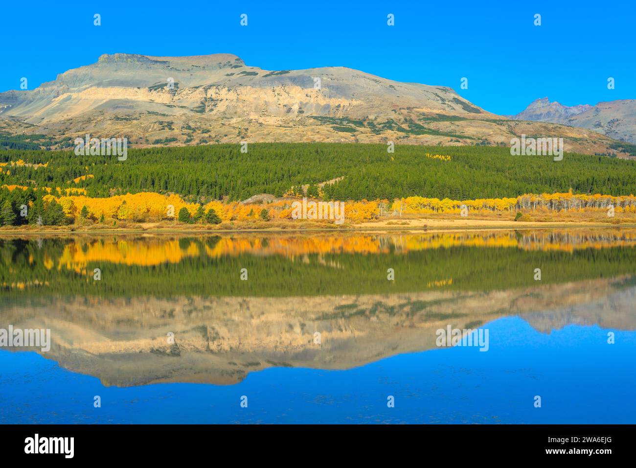 mountain peaks of glacier national park and aspen in fall color ...