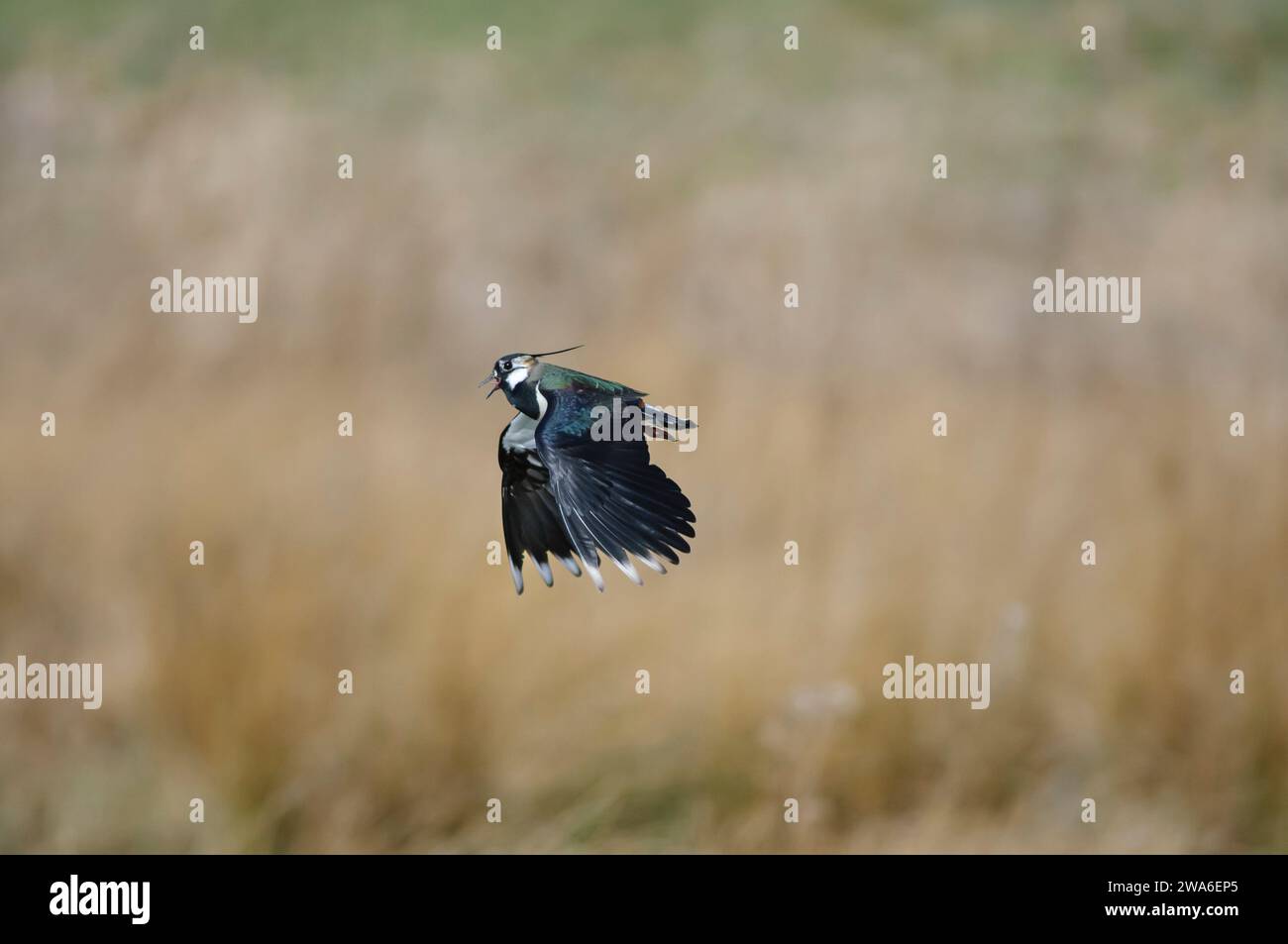 Northern lapwing Vanellus vanellus, male in flight, in breeding plumage ...