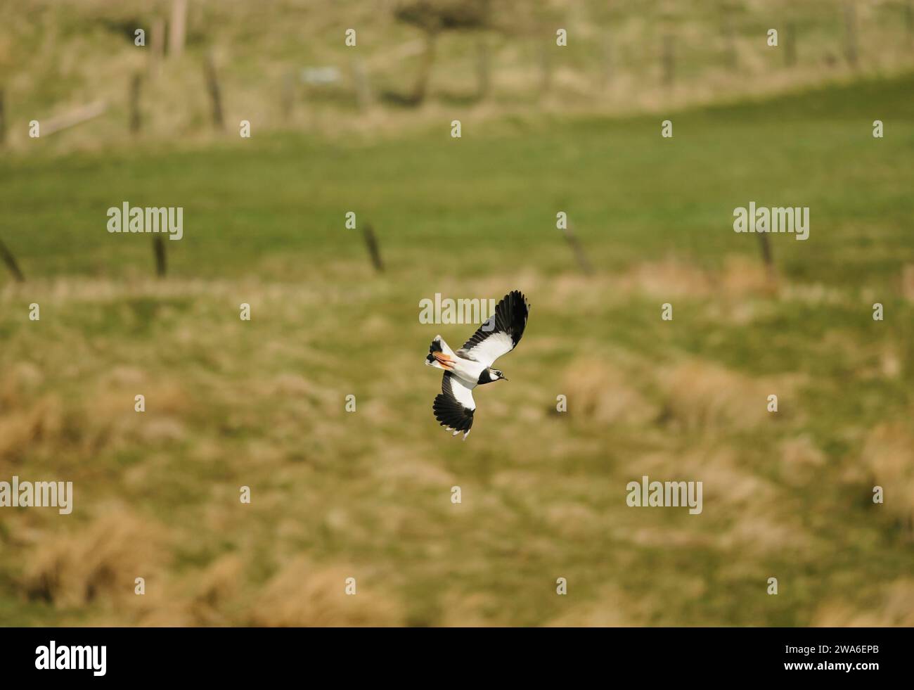 Northern lapwing Vanellus vanellus, male in flight, in breeding plumage ...
