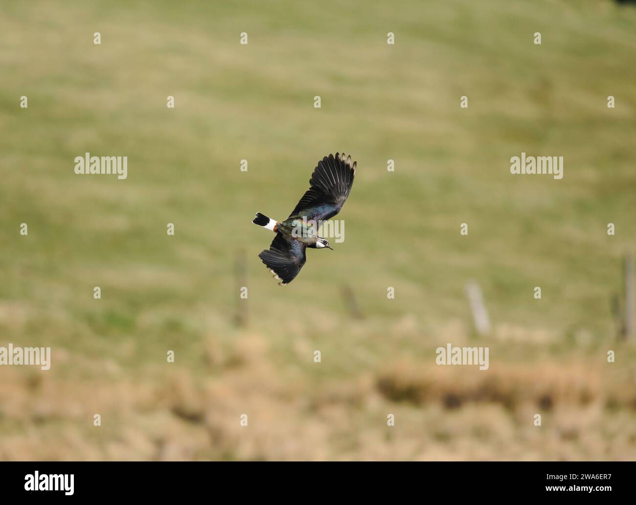 Northern lapwing Vanellus vanellus, male in flight, in breeding plumage ...