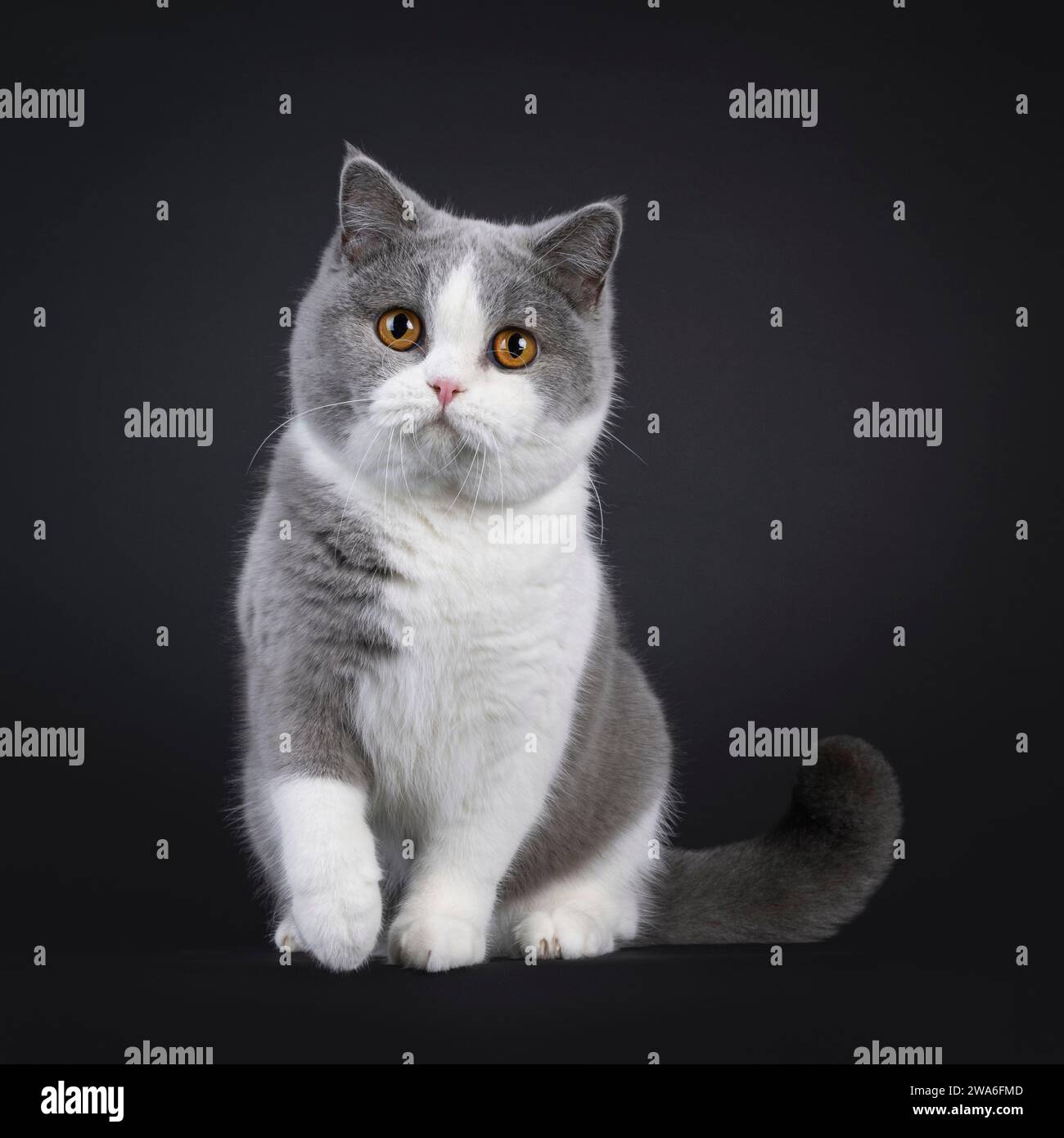 Cute young adult blue with white British Shorthair cat, sitting up ...