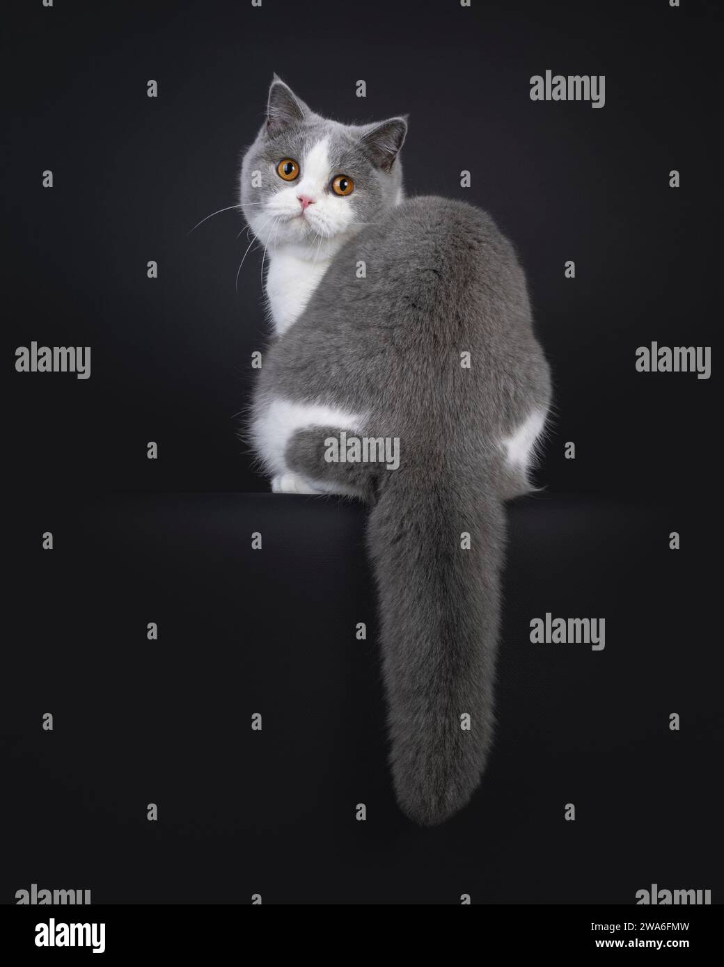 Cute young adult blue with white British Shorthair cat, sitting up ...