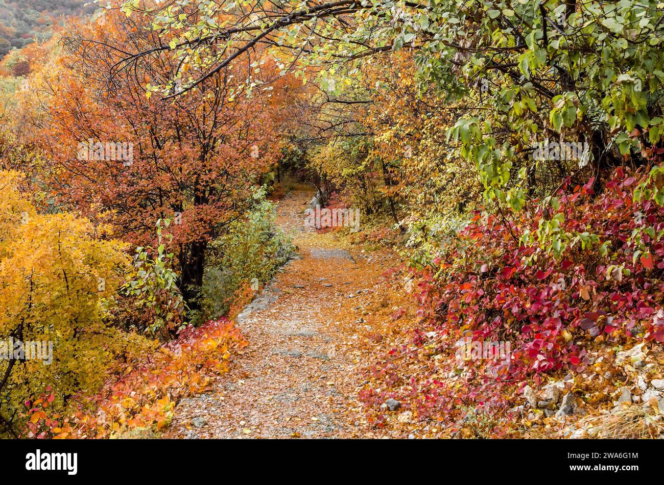 Serbian forest path hi-res stock photography and images - Alamy
