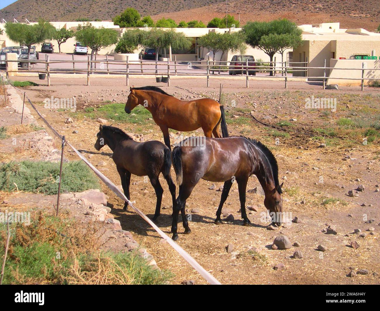 Caballos equino equino animal animales hi-res stock photography and ...