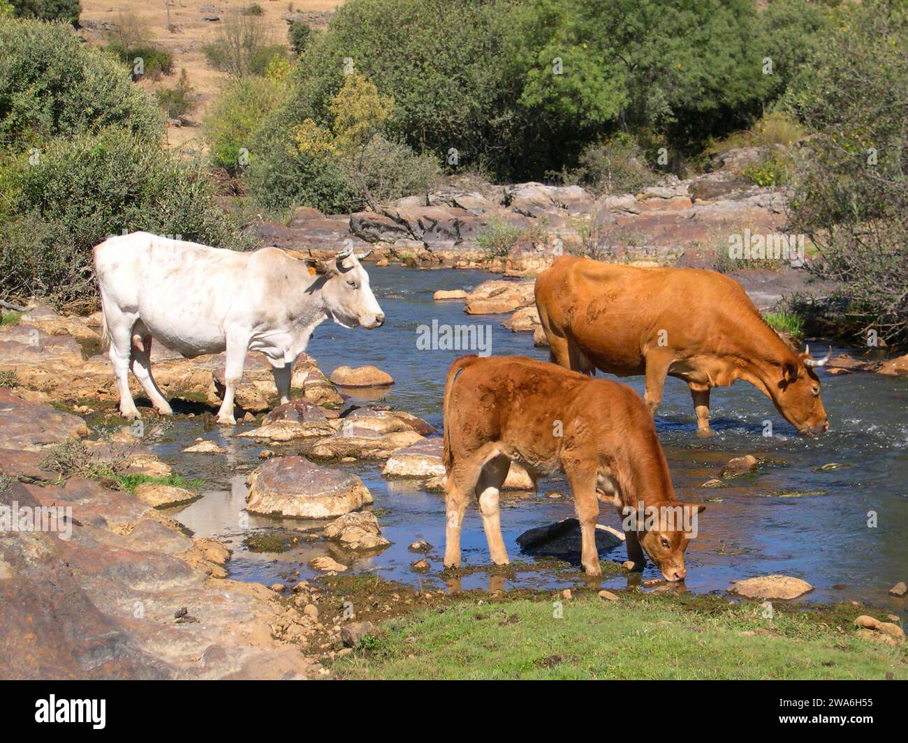 Cows drinking water in a river Stock Photo - Alamy