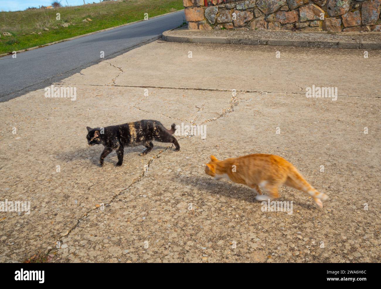 Gato atacando hi-res stock photography and images - Alamy
