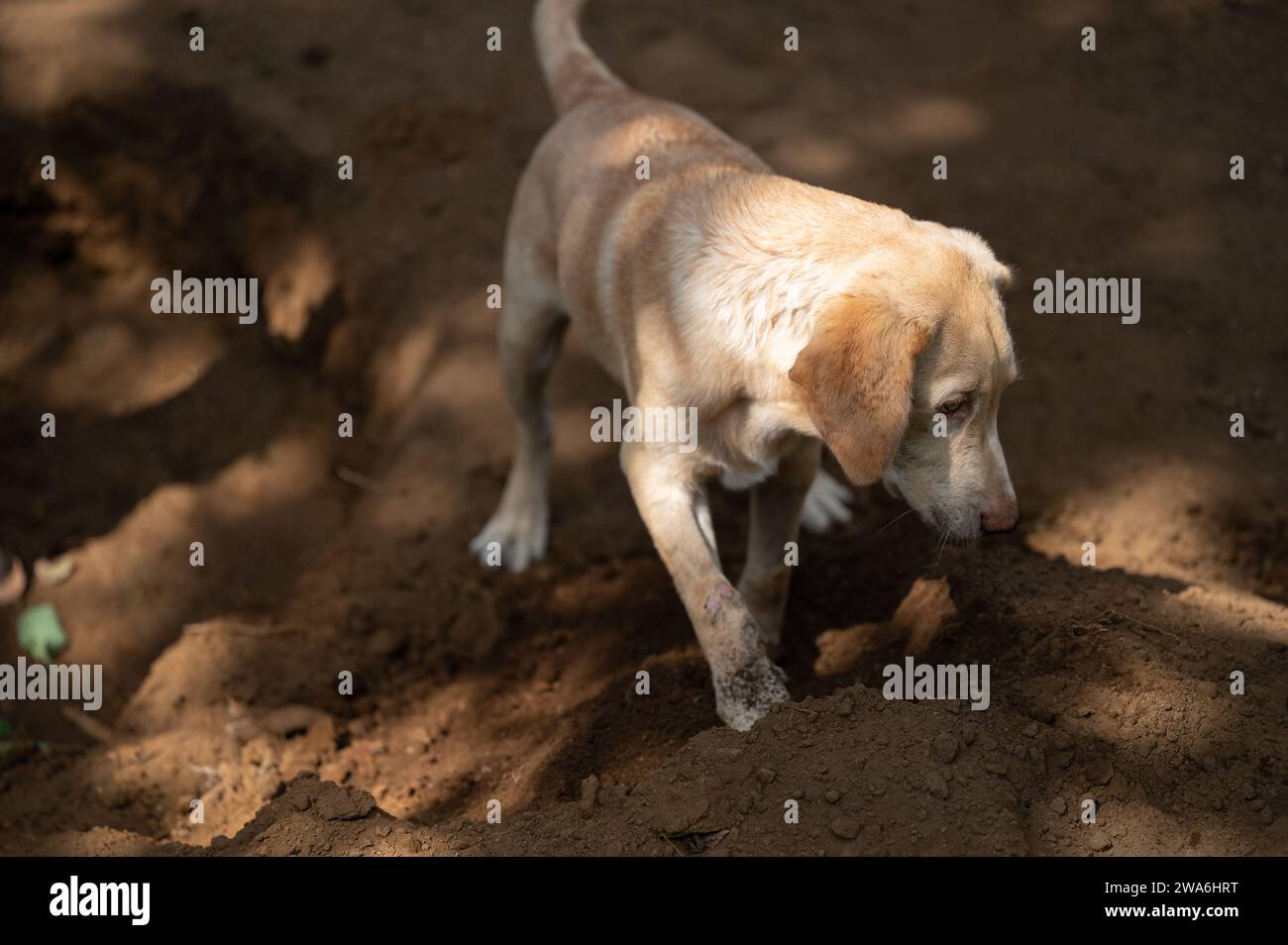 Brown labrador hiding in hi-res stock photography and images - Alamy