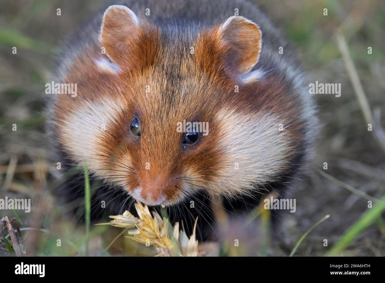 European hamster / Eurasian hamster /common hamster (Cricetus cricetus ...