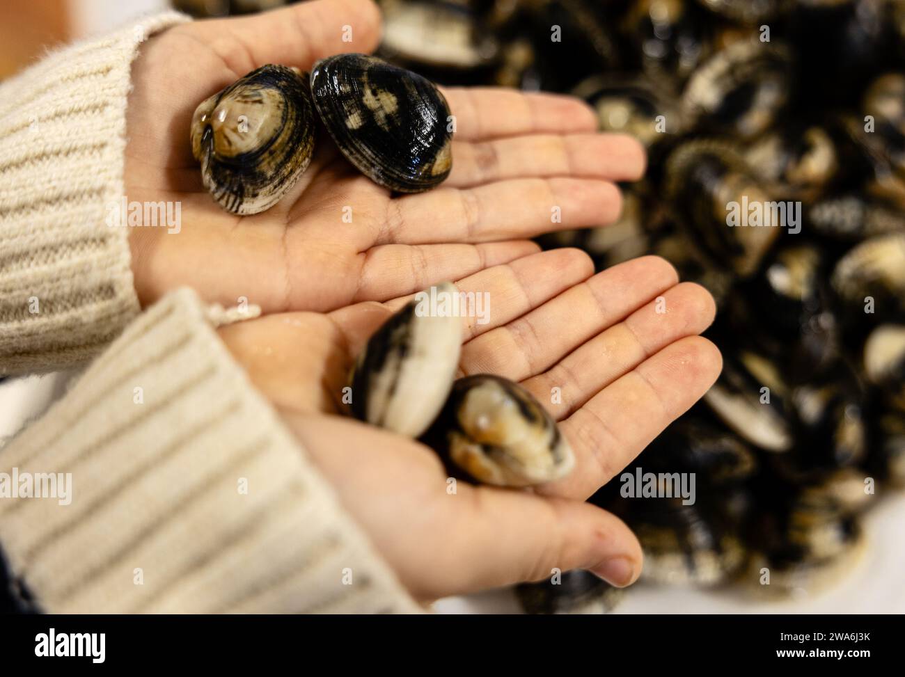 Close-up of children's hands playing with clams in their hands Stock ...