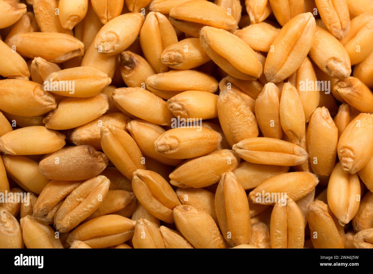 Wheat kernel hi-res stock photography and images - Alamy