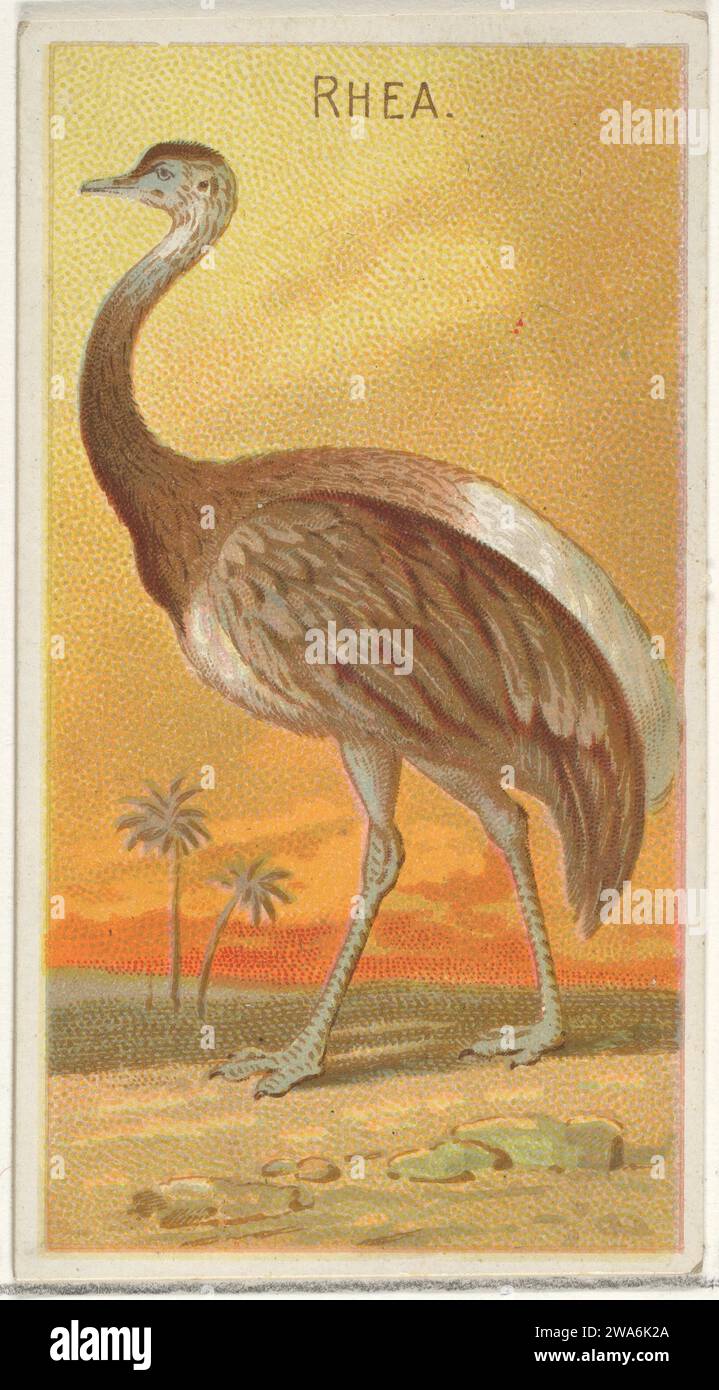 Rhea, from the Birds of the Tropics series (N5) for Allen & Ginter ...