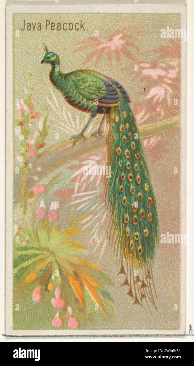 Java peacock hi-res stock photography and images - Alamy