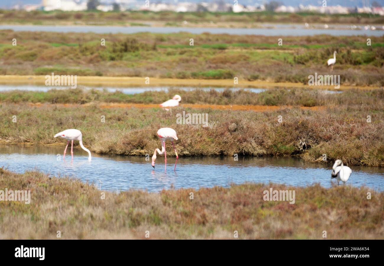 Famingo birds hi-res stock photography and images - Alamy