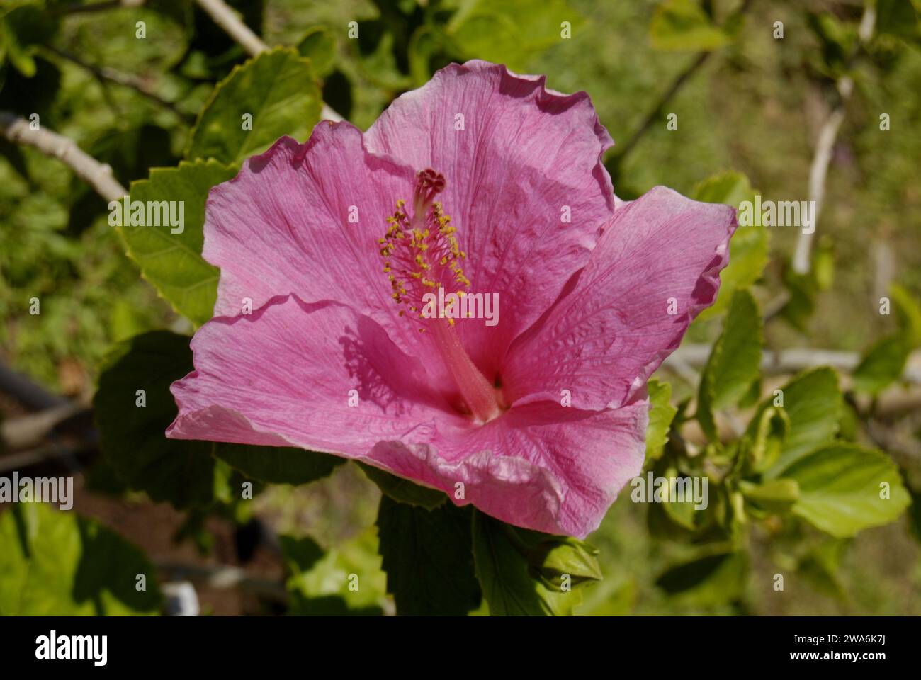 Maui .Hawaii islands ,USA Hibiscus flowers in various colours 11 ...